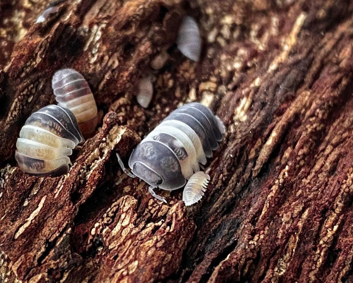 Asseln – Cubaris Panda King – L'insecterie