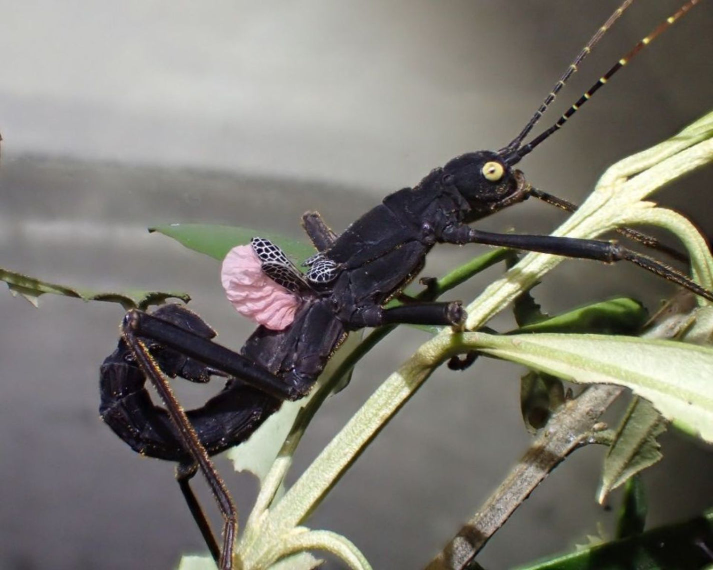 Phasmide - Peruphasma schultei "Pink wings" online kaufen – L'insecterie
