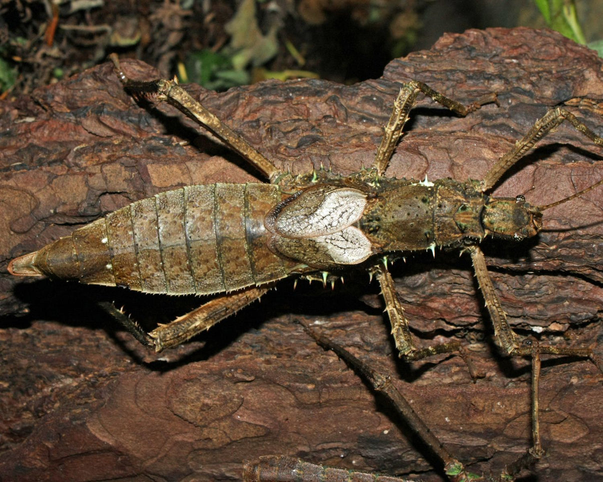 Phasmiden - Haaniella echinata online kaufen – L'insecterie