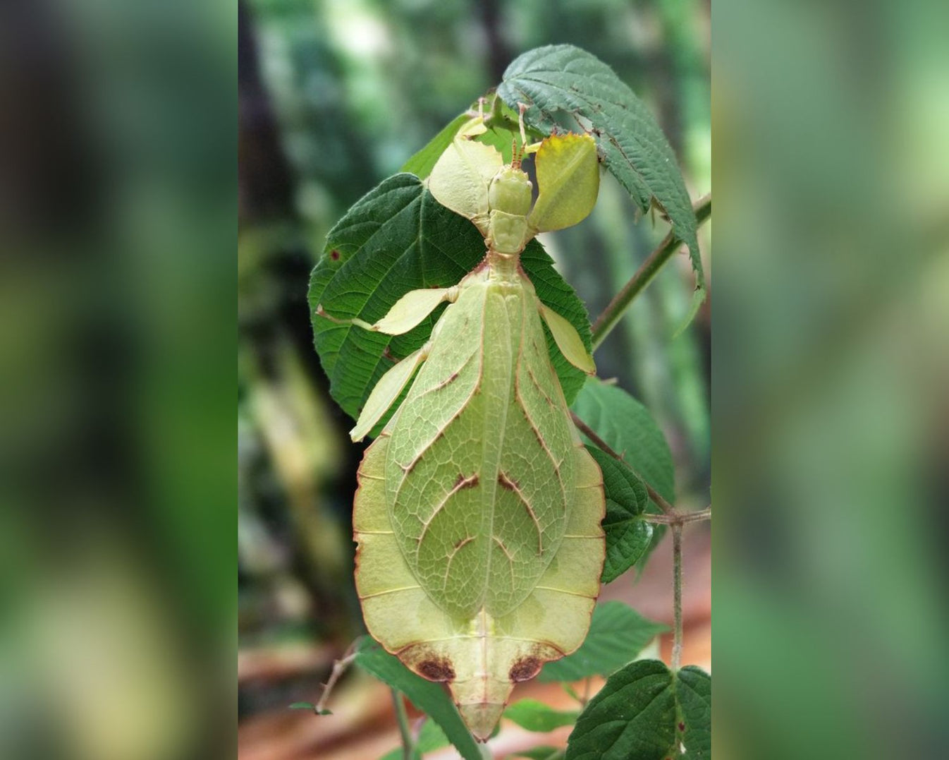 Wandelndes Blatt - Phyllium letiranti – L'insecterie