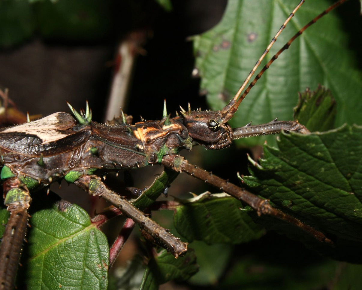 Phasmiden - Haaniella echinata online kaufen – L'insecterie
