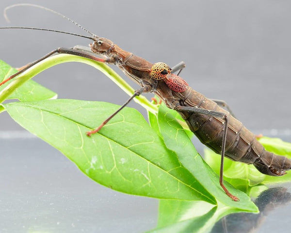 Phasmide Neophasma subapterum online kaufen – L'insecterie