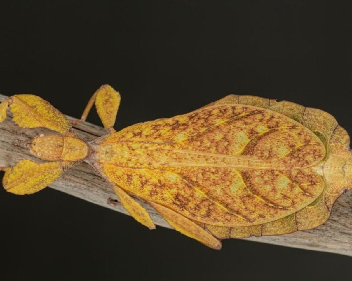 Phyllium tobeloense "Galela" Phasmiden online kaufen – L'insecterie